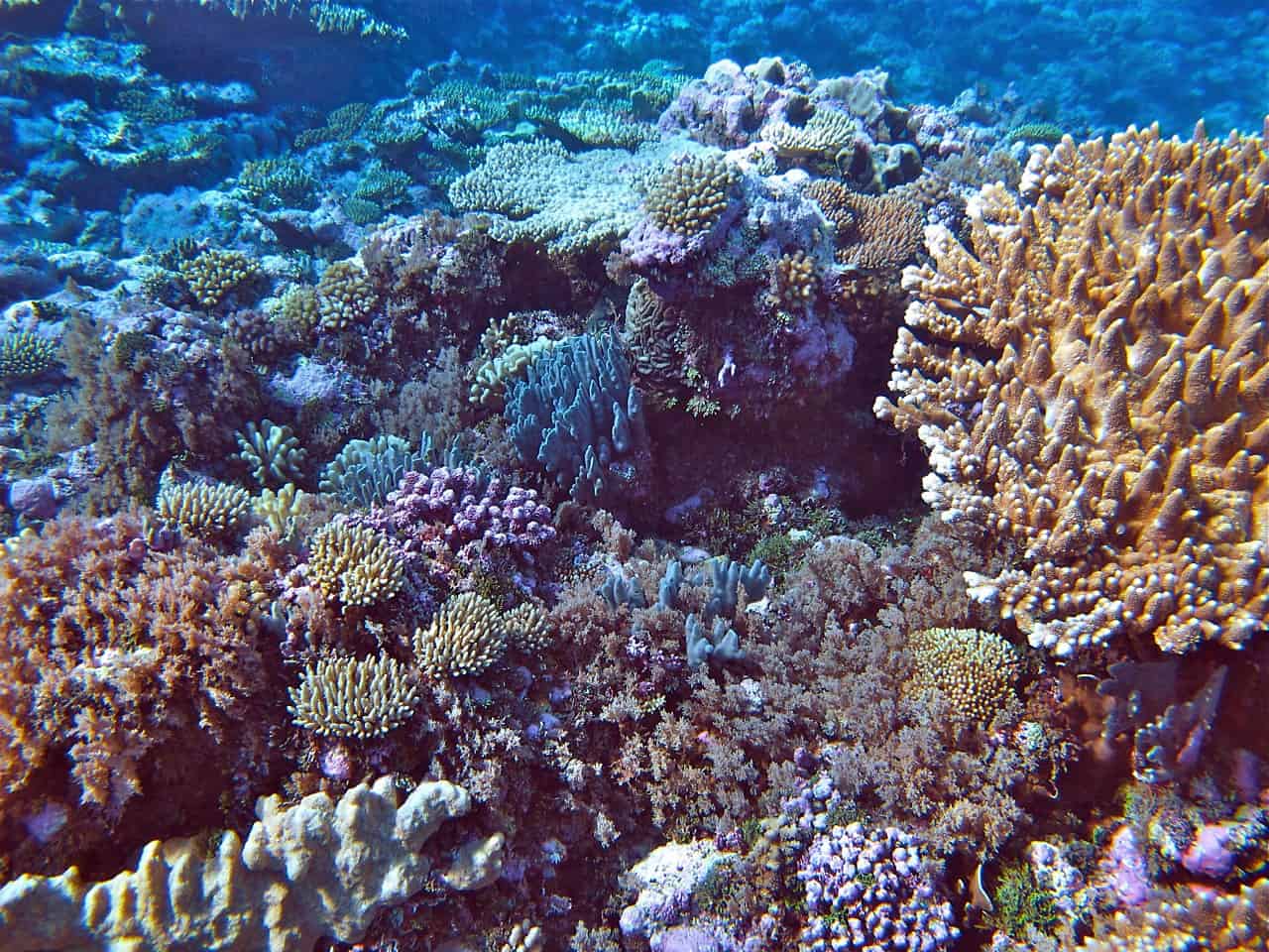 Visiting Micronesia's Best Kept Secret - Oceanic Society