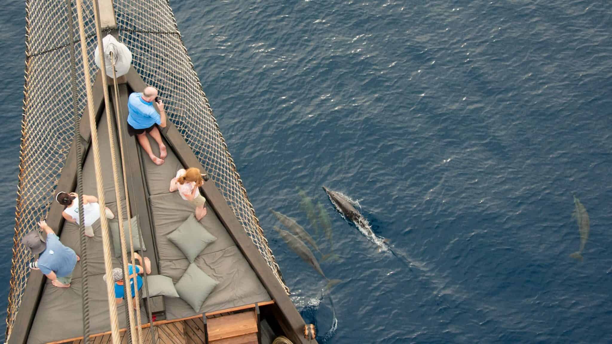 Ocean Facts and Species - Oceanic Society