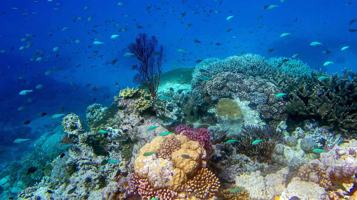 Nature Travel & Wildlife Trips | Supporting Ocean Conservation Since 1969