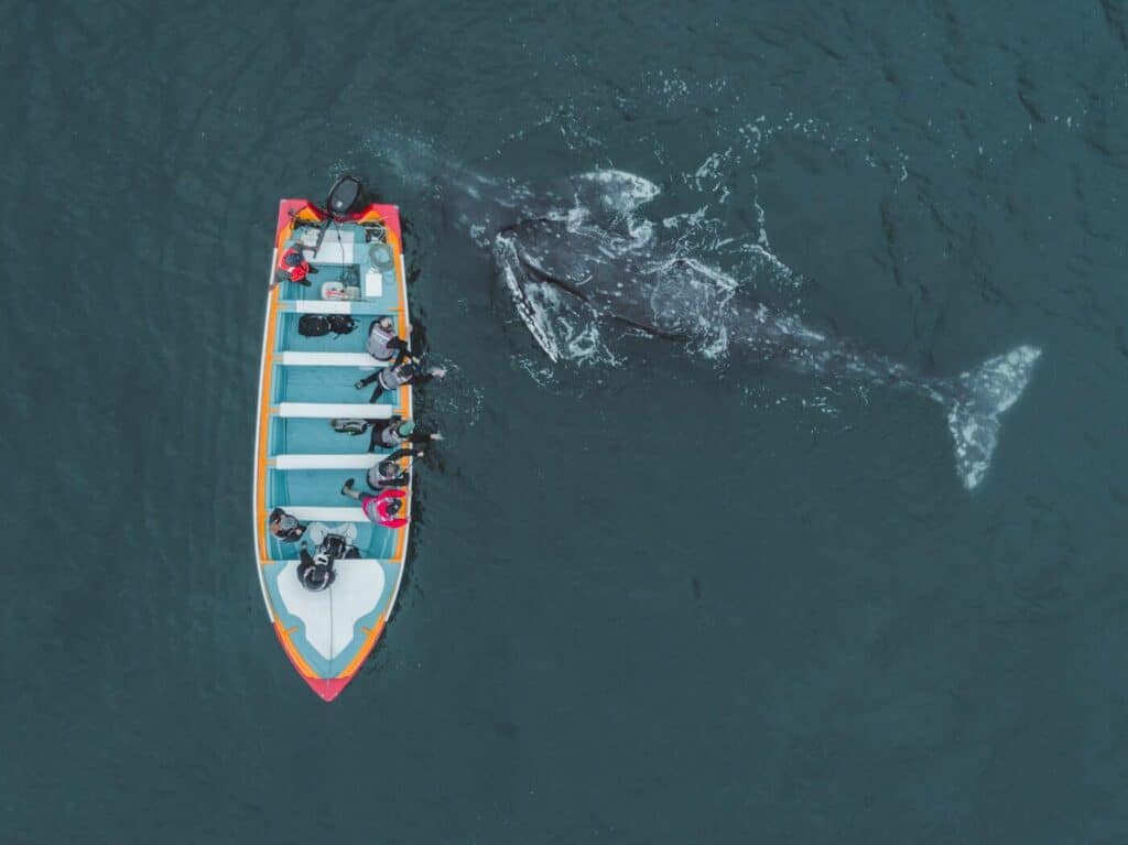 The Gray Whale Migration in California and Beyond - Oceanic Society