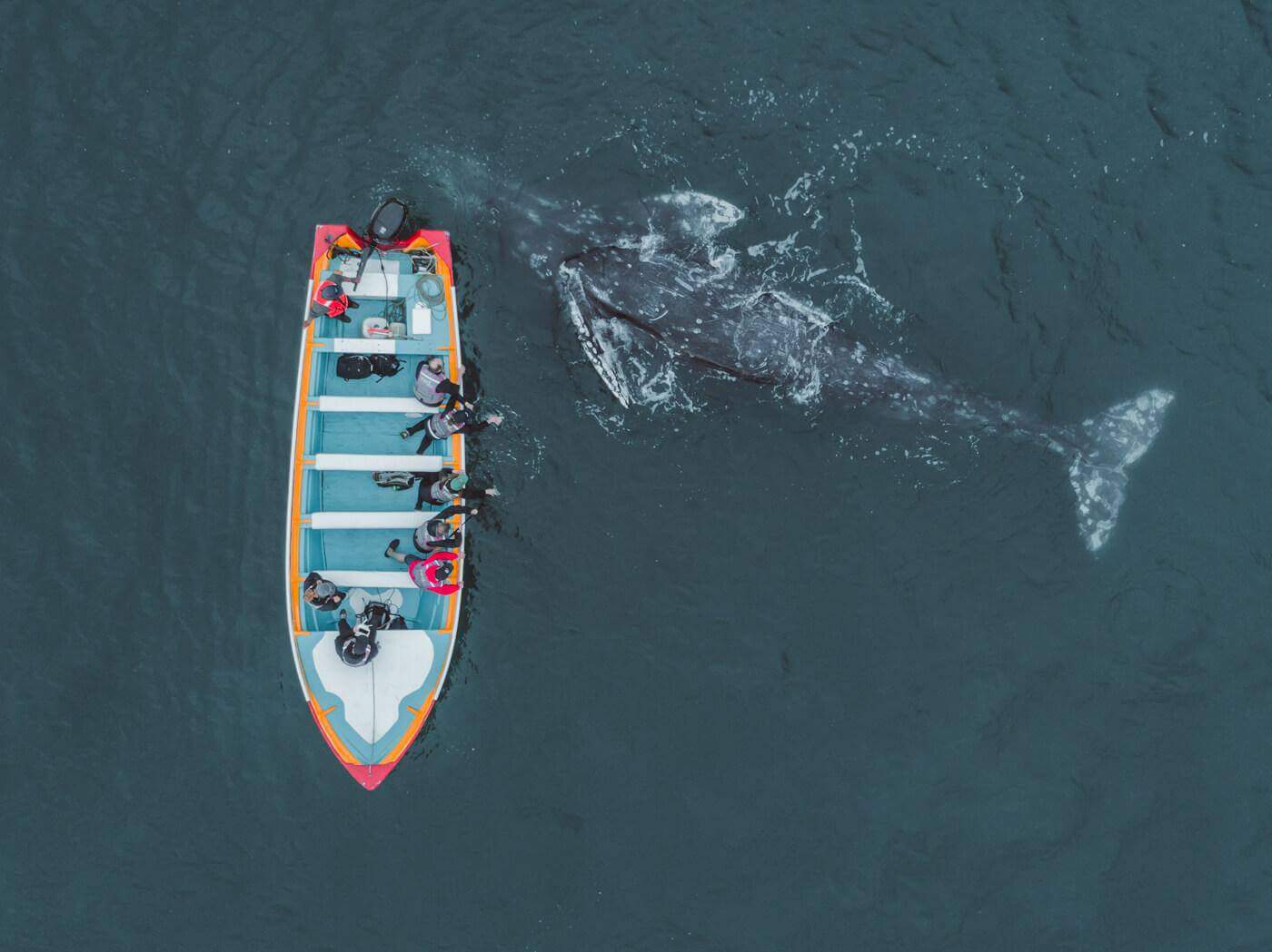 The Gray Whale Migration in California and Beyond - Oceanic Society