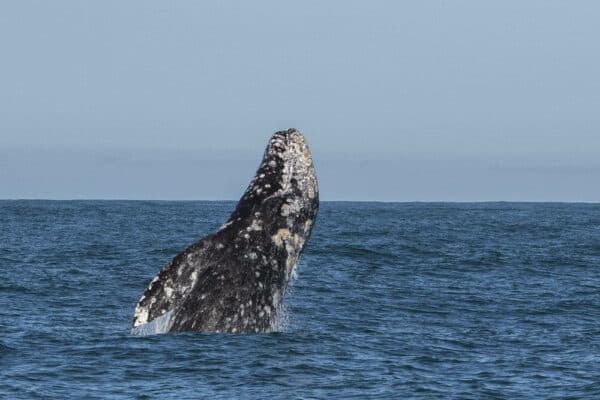 The Gray Whale Migration in California and Beyond - Oceanic Society