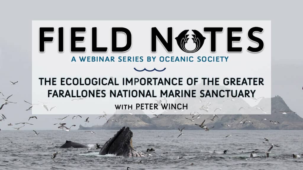 Field Notes: Farallon Islands with Peter Winch - Oceanic Society