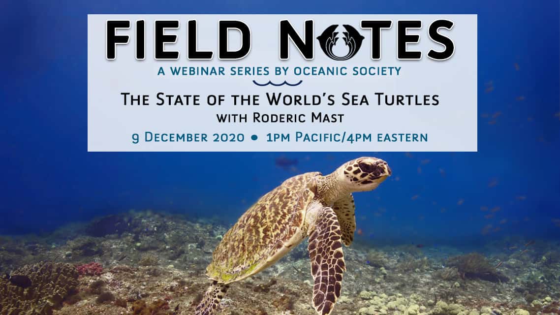 Field Notes: The State of the World's Sea Turtles with Roderic Mast ...