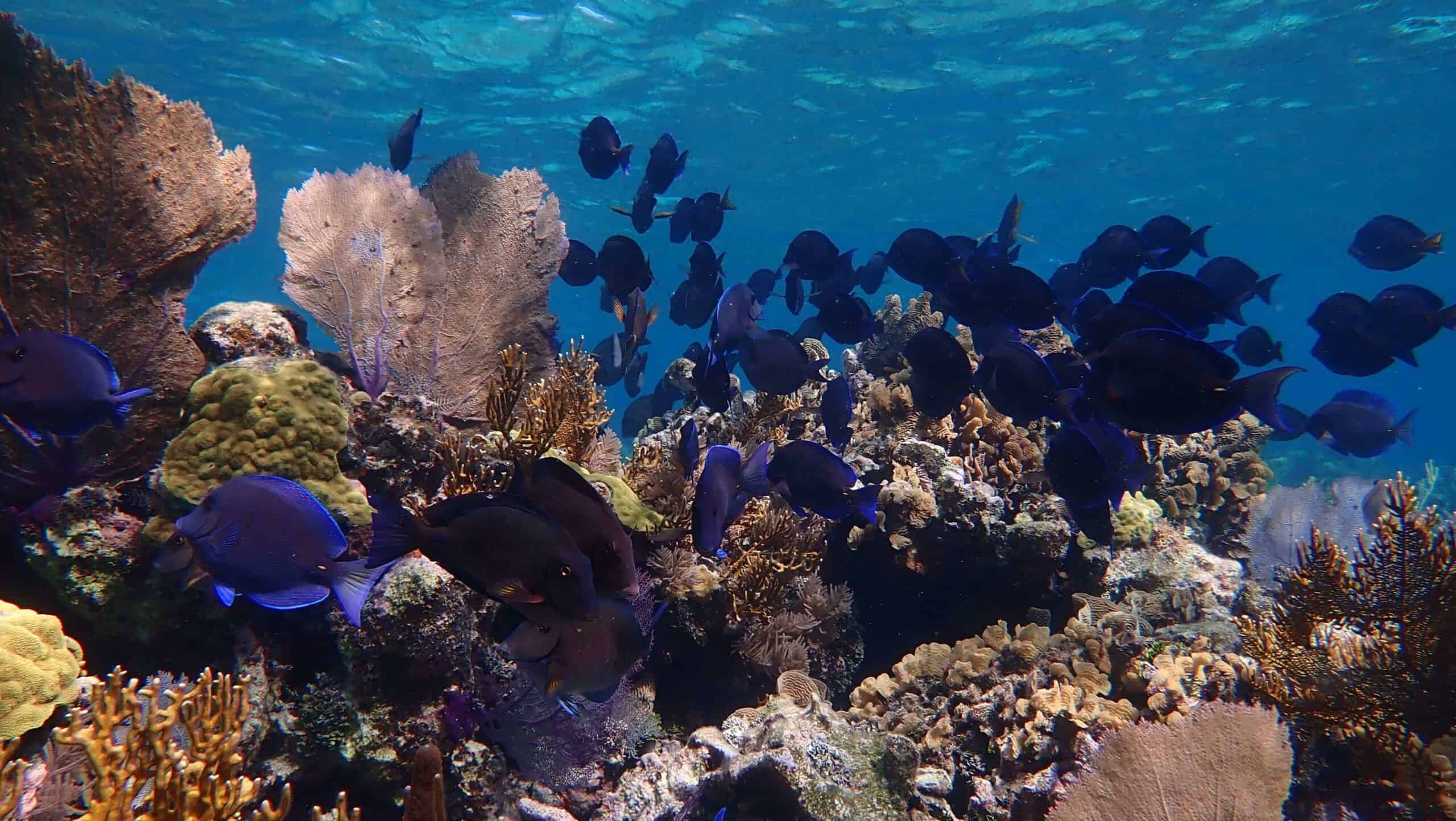 Belize Snorkeling Expedition Report – February 2019 - Oceanic Society