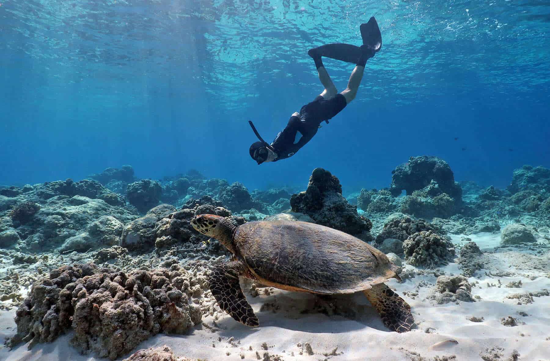 Adopt A Species - Symbolic Animal Adoptions | Oceanic Society