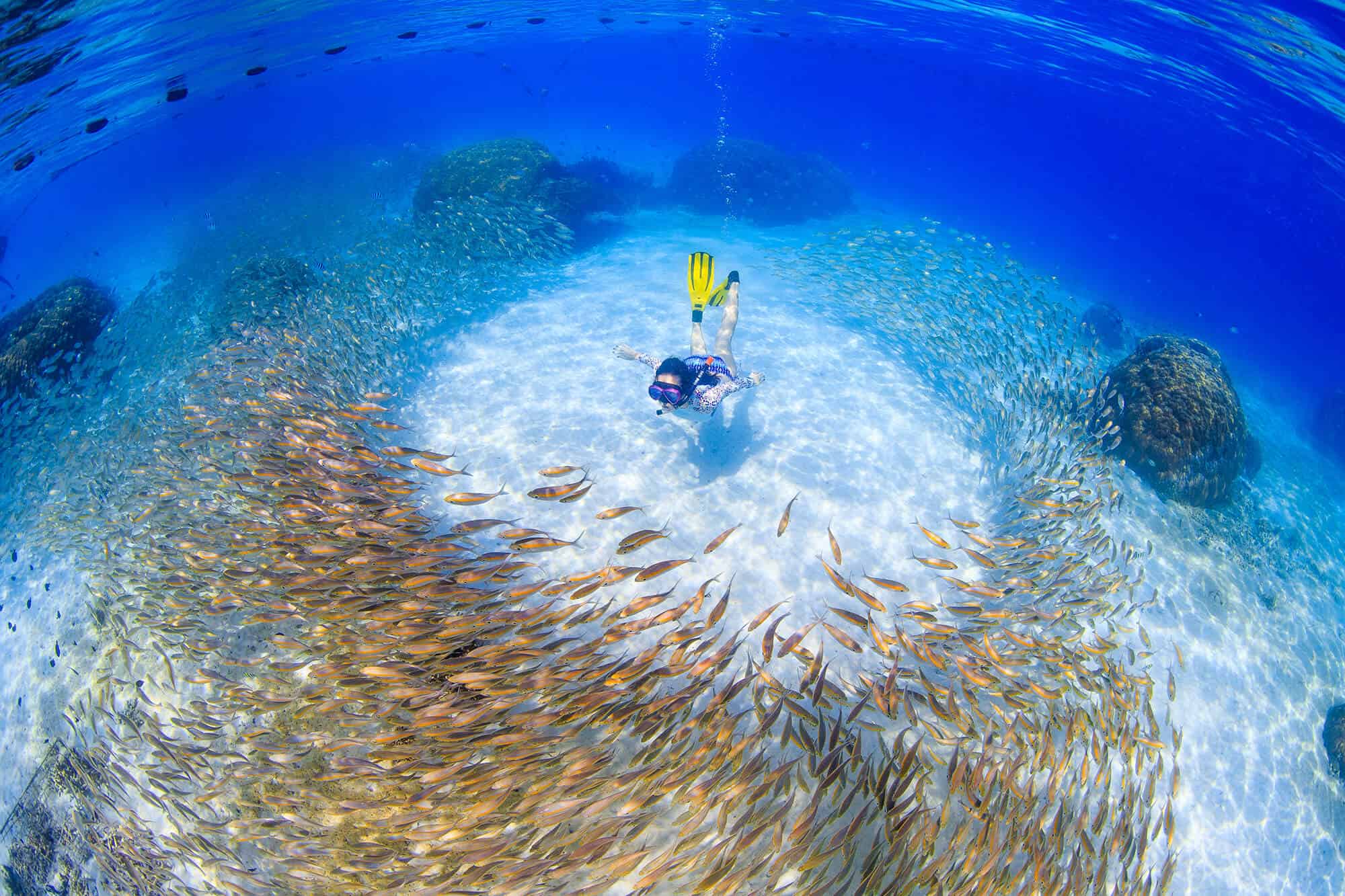 Donations & Membership | Oceanic Society