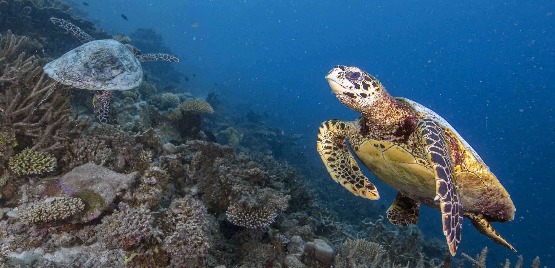 New Framework for Important Marine Turtle Areas Presented at the World ...