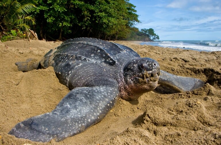 11 Amazing Facts About Leatherback Sea Turtles - Oceanic Society