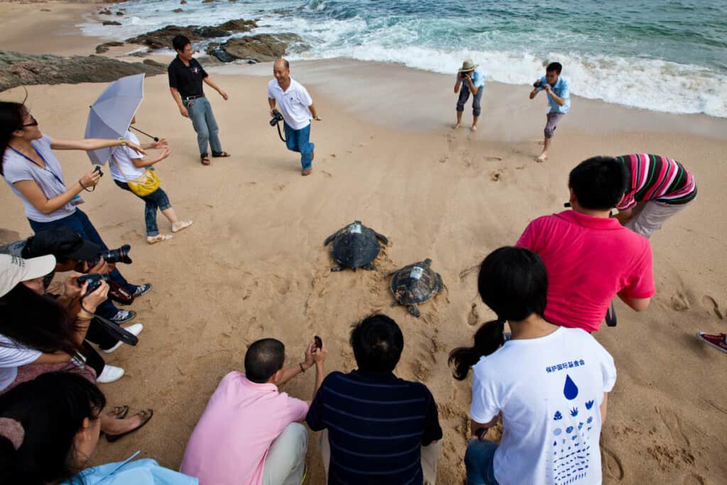 Sea Turtle Conservation Program - Oceanic Society
