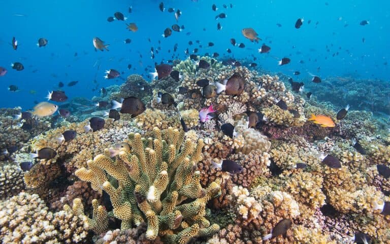 Fiji Snorkeling Trip: Rainbow Reef & Beqa Lagoon - Oceanic Society