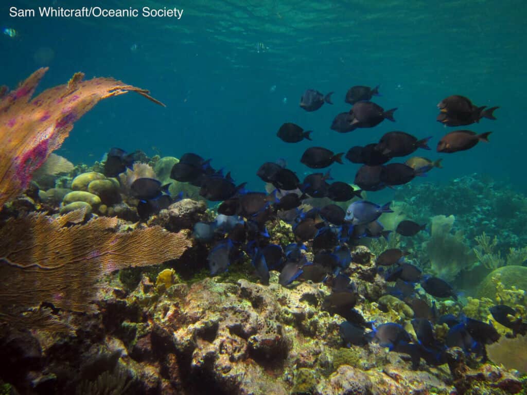 Honduras: Bay Islands Snorkeling - Oceanic Society