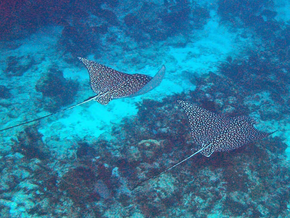 Honduras: Bay Islands Snorkeling - Oceanic Society