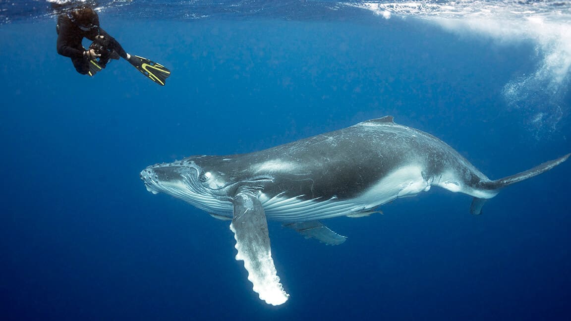 Humpback Whale Diver