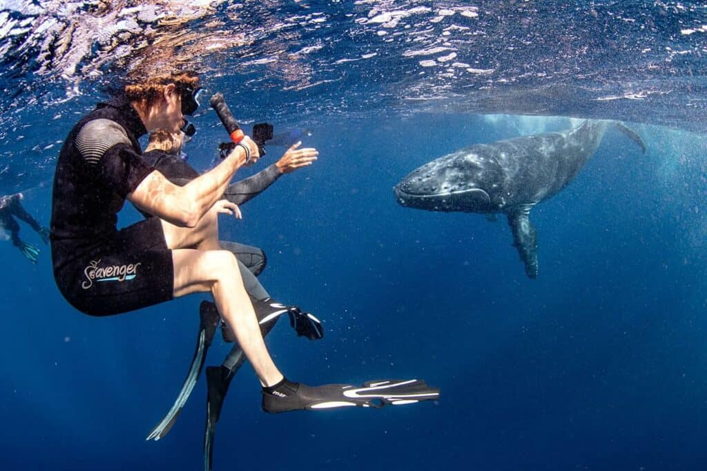 Tonga and Fiji: Whale and Reef Snorkeling Adventure - Oceanic Society