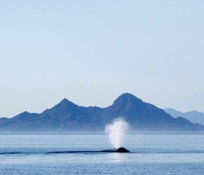The Gray Whale Migration in California and Beyond - Oceanic Society
