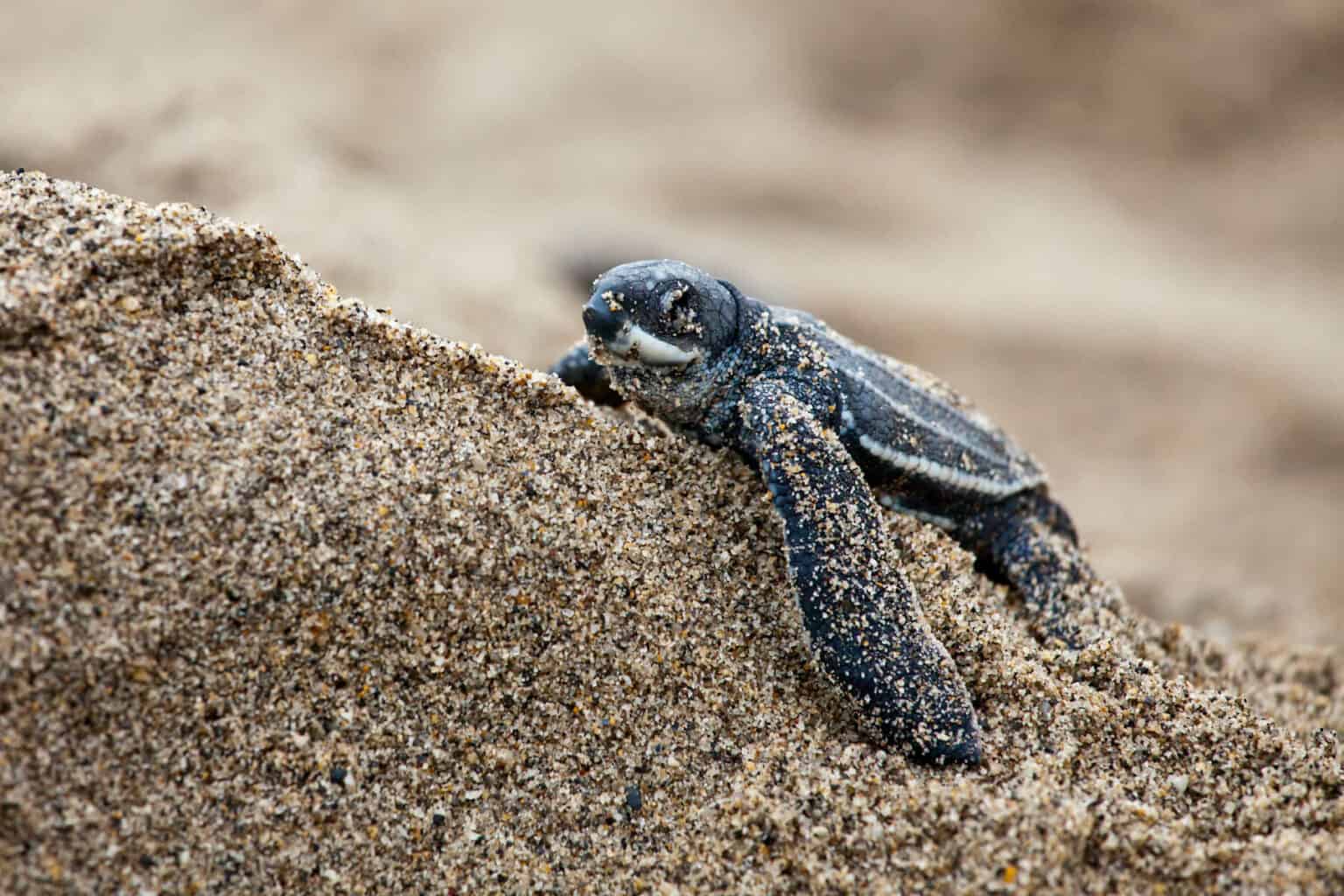 11 Amazing Facts About Leatherback Sea Turtles - Oceanic Society