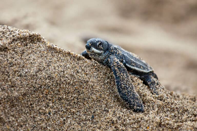 11 Amazing Facts About Leatherback Sea Turtles - Oceanic Society