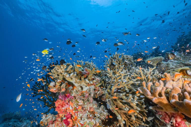 Fiji Snorkeling Trip: Rainbow Reef & Beqa Lagoon - Oceanic Society