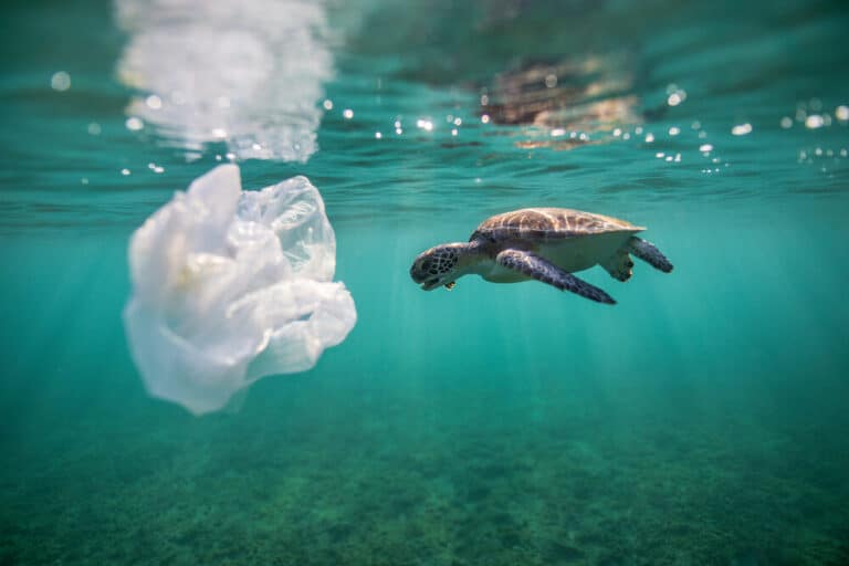 9 Powerful Ways to Help the Ocean this World Oceans Day - Oceanic Society