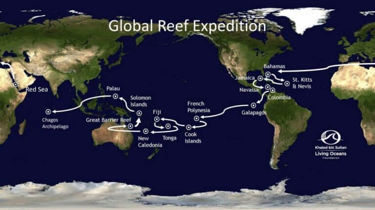 Global Coral Reef Survey Reveals Extent of Crisis - Oceanic Society