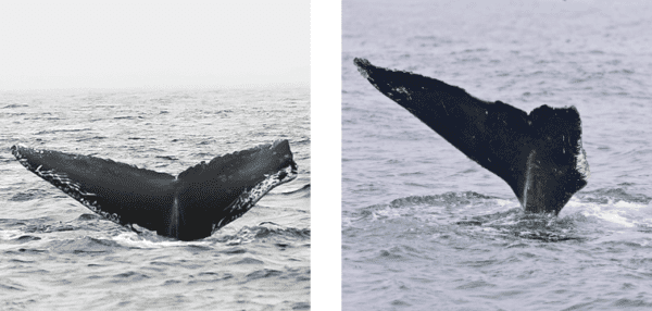 Whale Fluke Identification: A Visual Guide - Oceanic Society