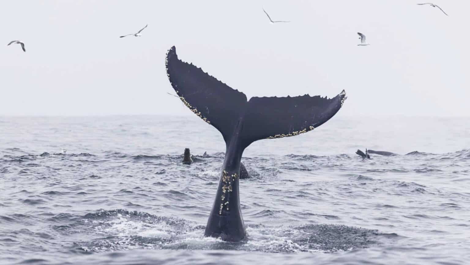 Ocean Facts and Species - Oceanic Society