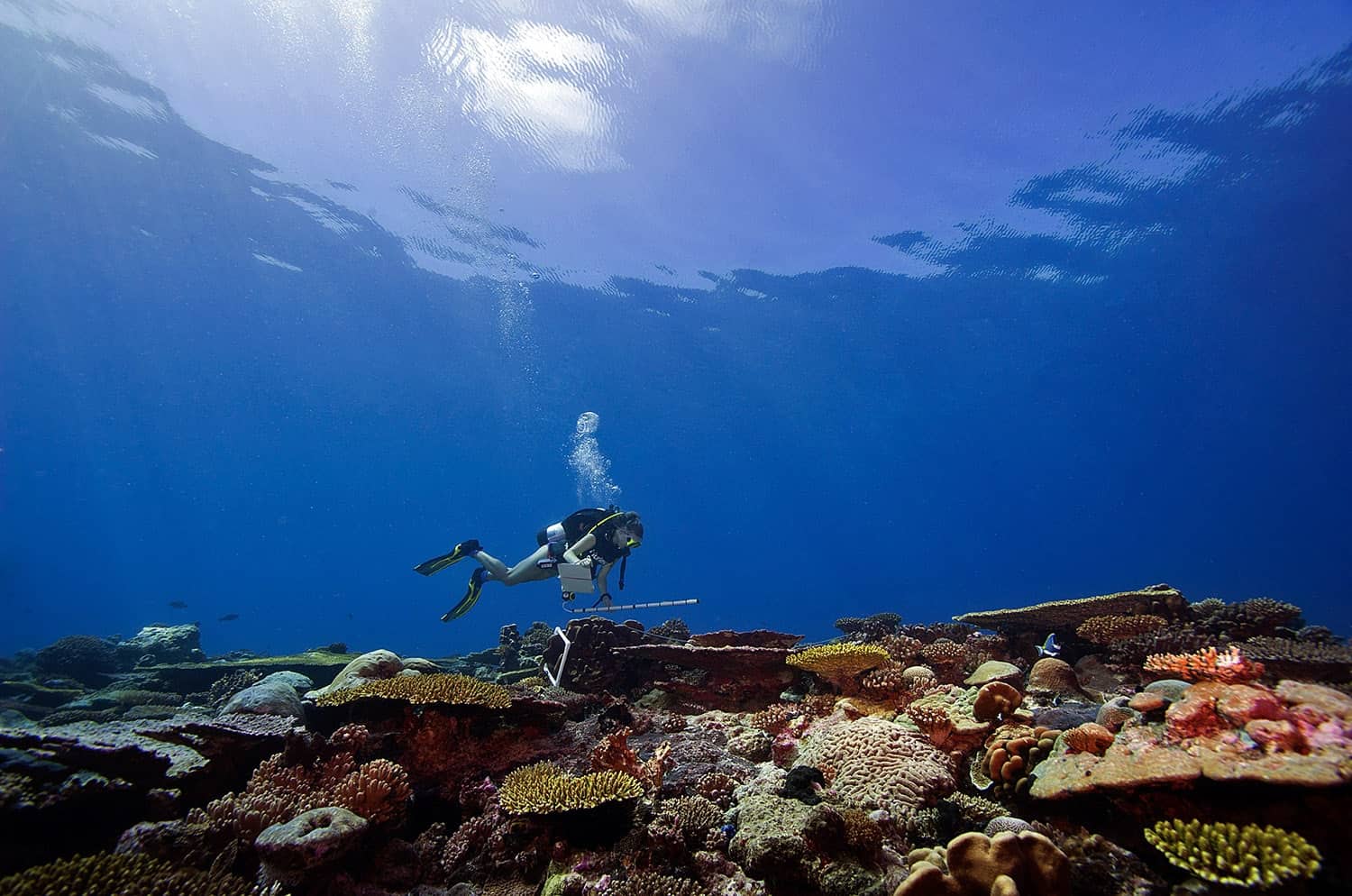 Global Coral Reef Survey Reveals Extent of Crisis - Oceanic Society
