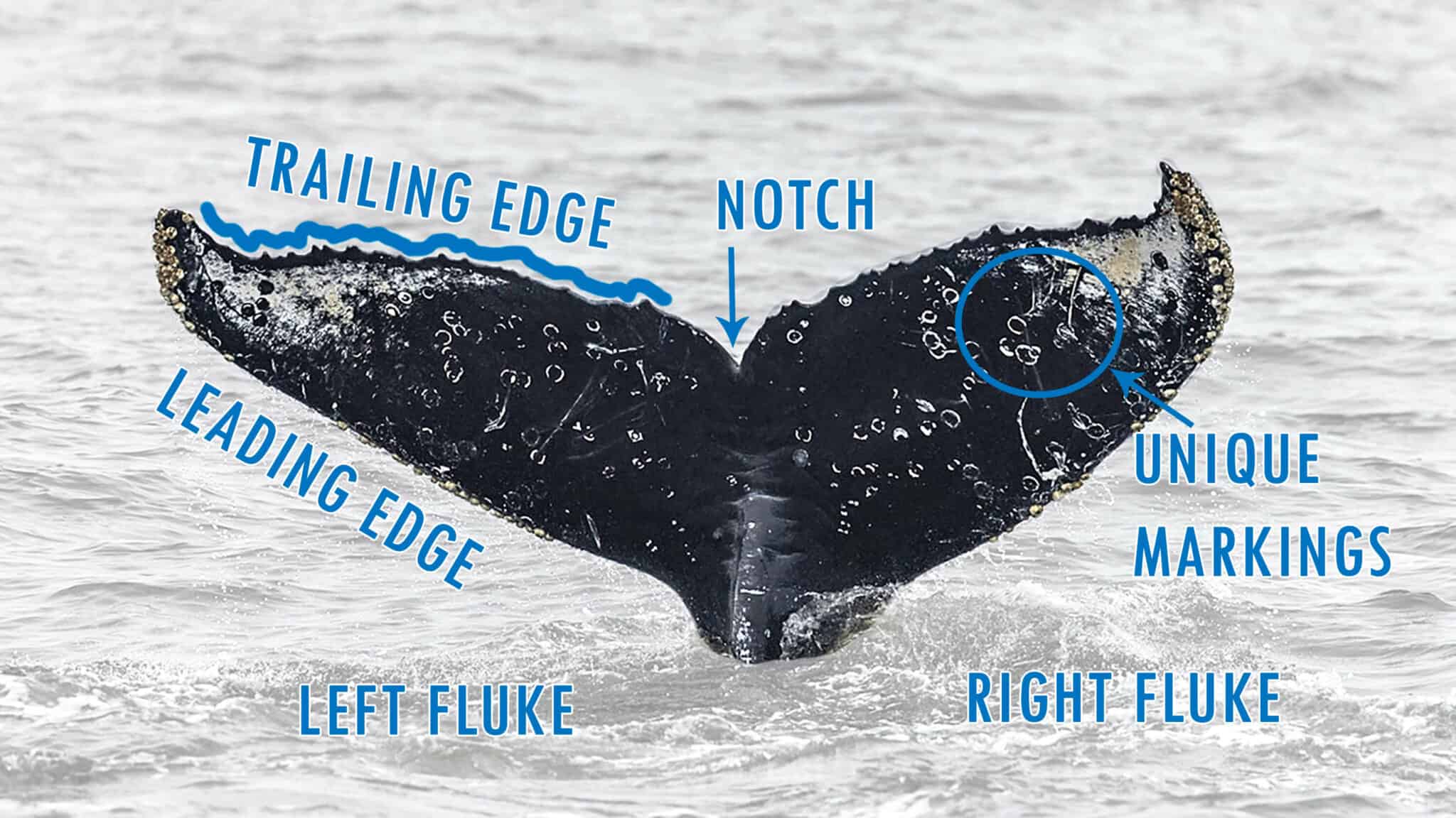 Whale Fluke Identification A Visual Guide Oceanic Society Whale Fluke Identification A Visual Guide Oceanic Society