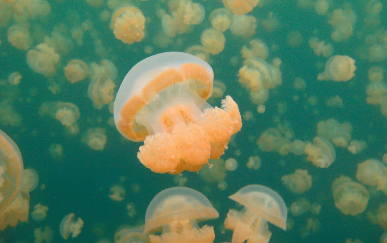Palau's Jellyfish Lake - Things to Know Before You Visit - Oceanic Society