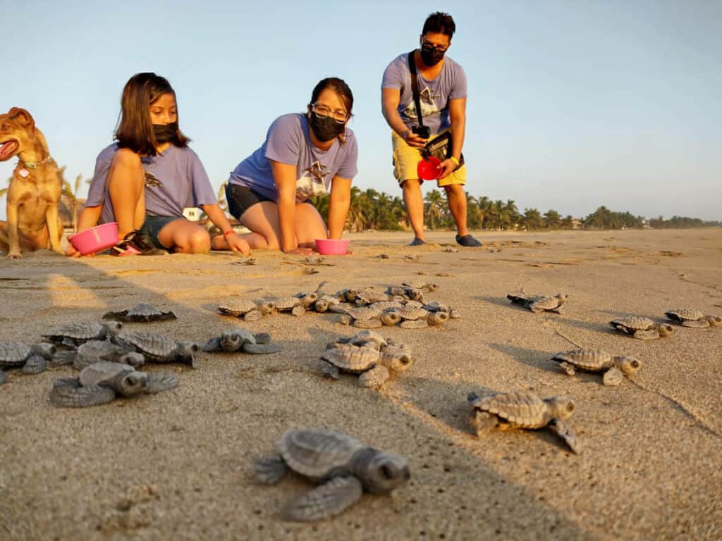 19 Grants Awarded to Sea Turtle Conservation Programs Worldwide ...