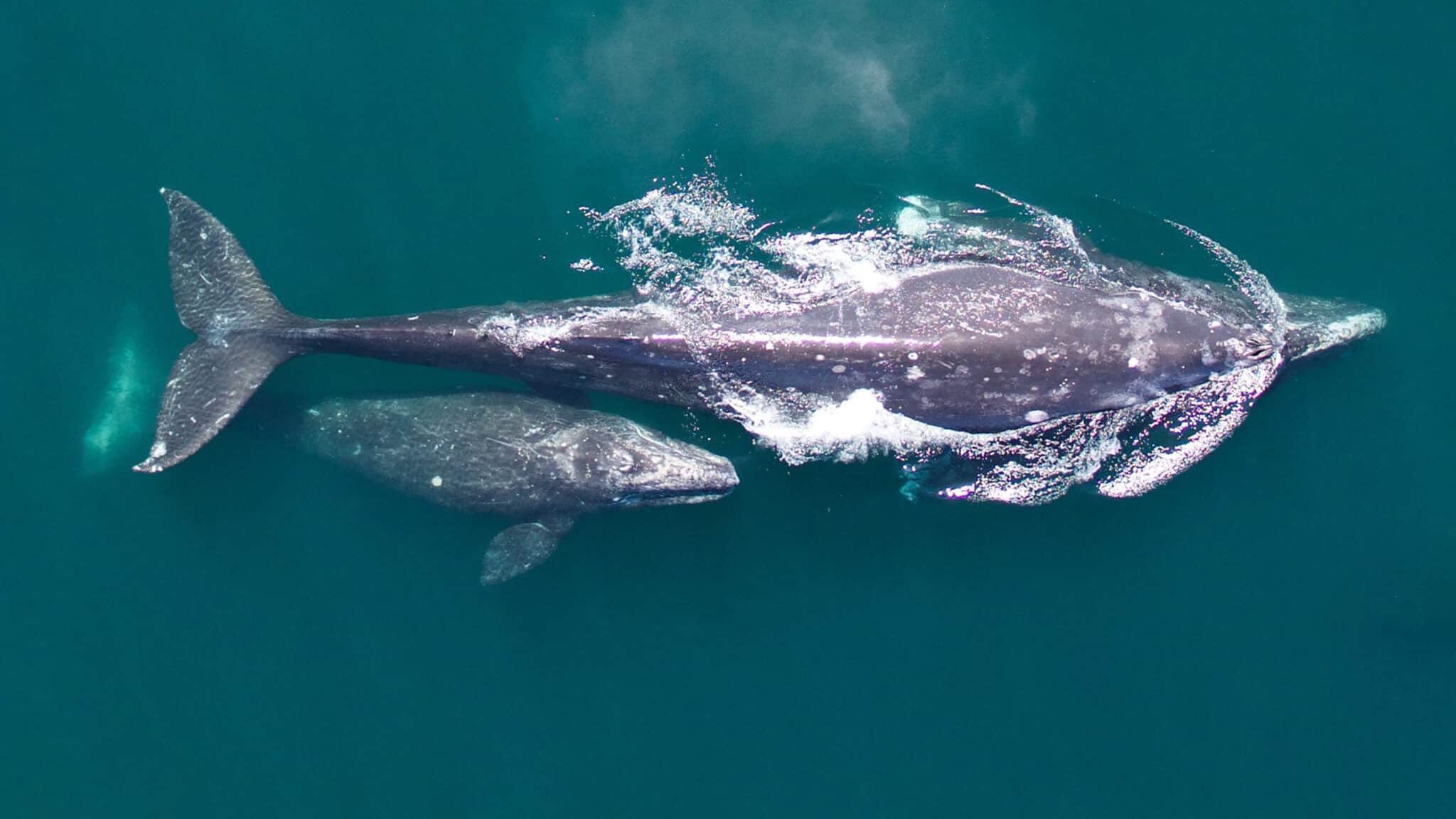 Oceanic Society | Ocean conservation since 1969