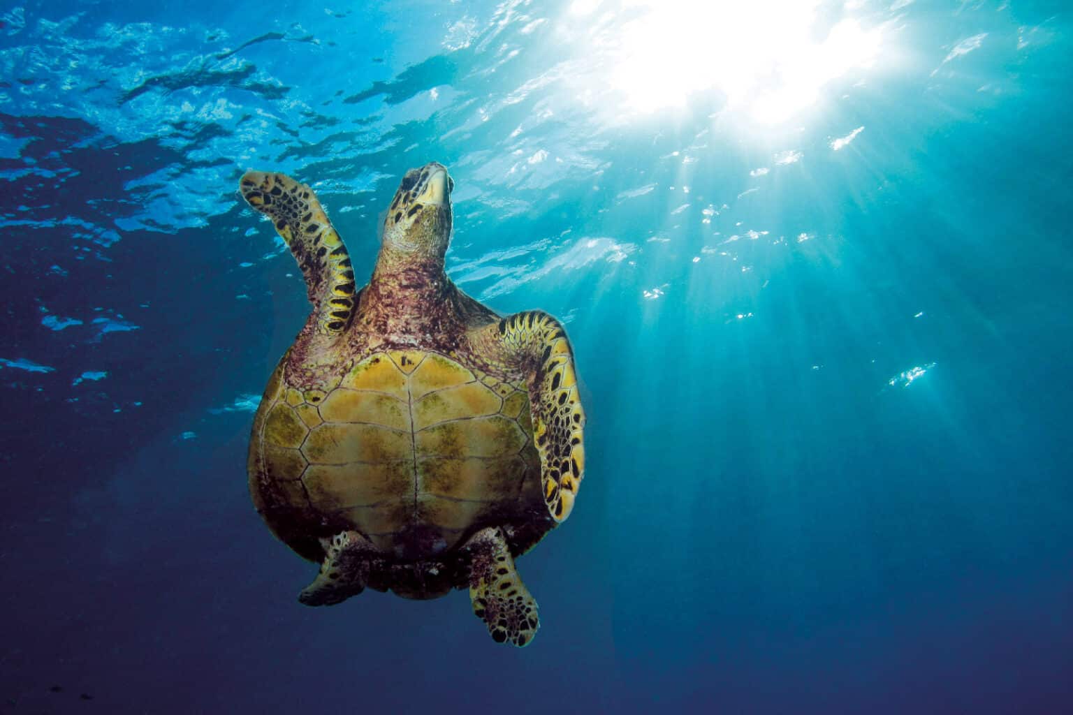 2022 State of the World’s Sea Turtles Report Published - Oceanic Society