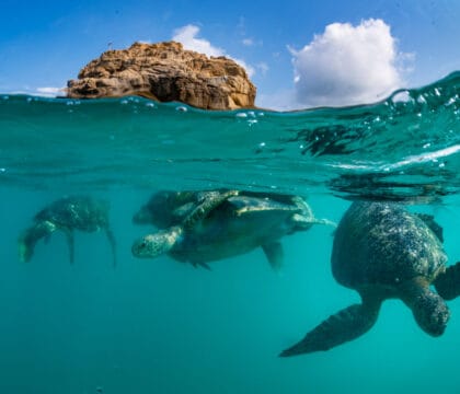 A Senegal Safari: Wildlife, Culture, and Conservation - Oceanic Society