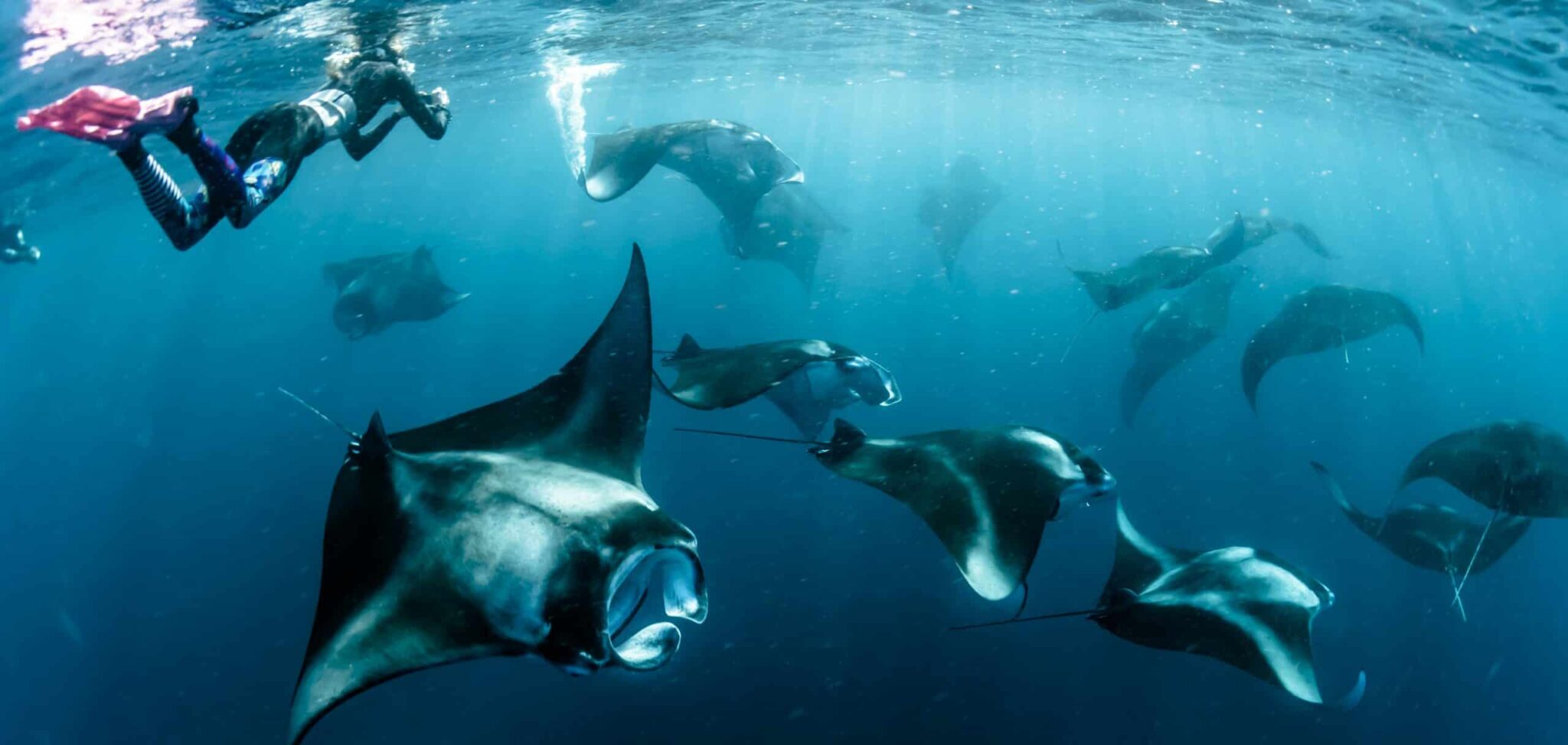 Oceanic Society | Ocean conservation since 1969