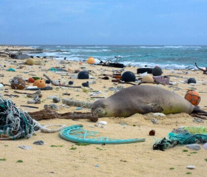 A New Look at Plastic Pollution in Belize - Oceanic Society