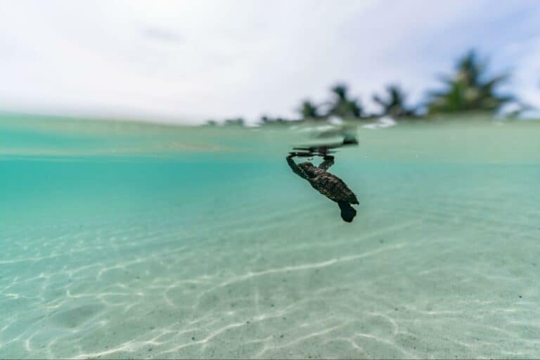 Oceanic Society | Ocean conservation since 1969