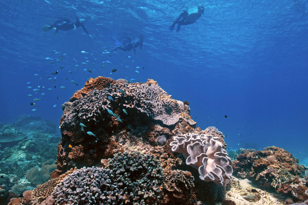 Underwater Adventures in Alor – Indonesia’s Hidden Jewel - Oceanic Society