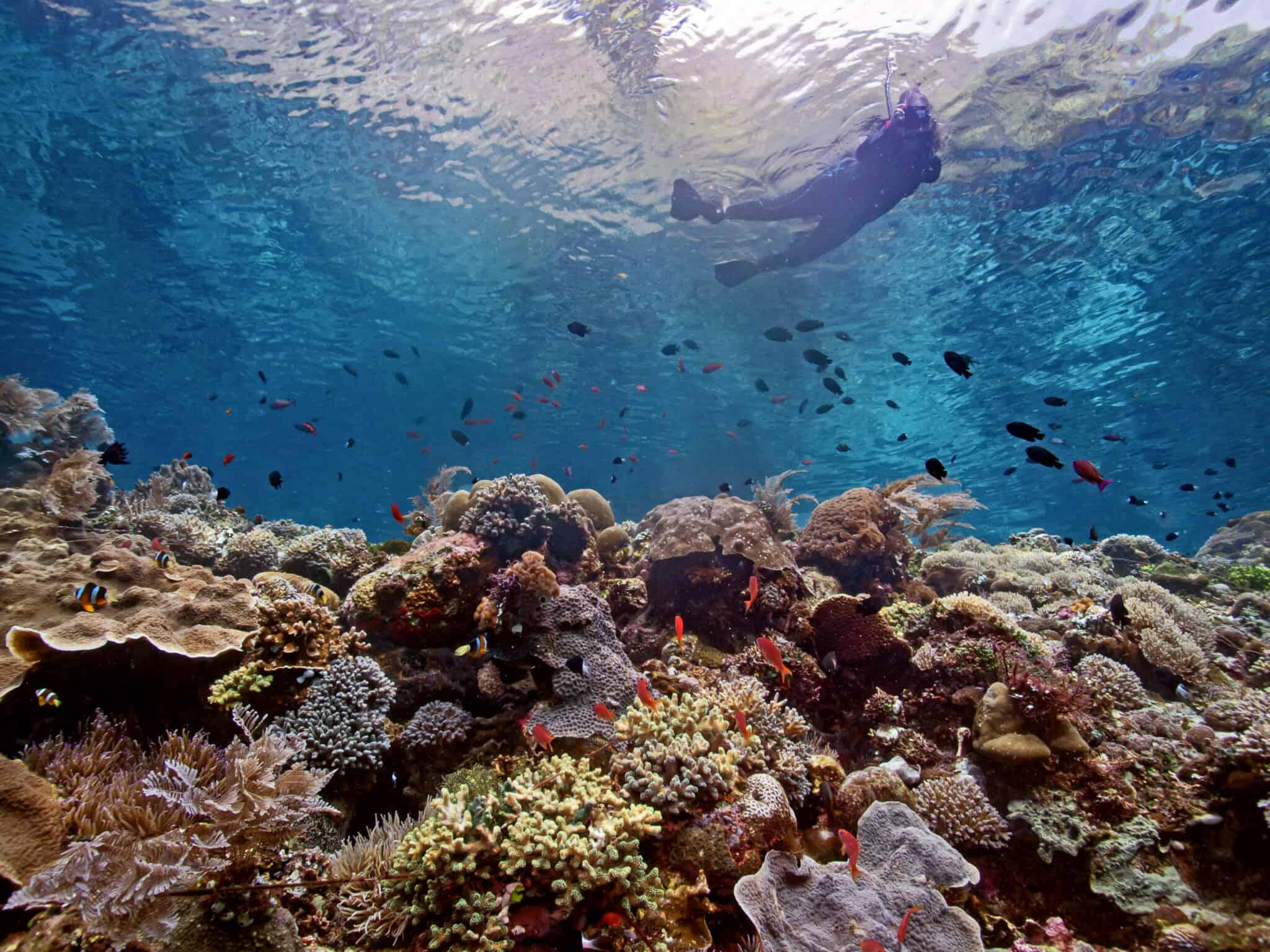Fiji Snorkeling Trip: Rainbow Reef & Beqa Lagoon - Oceanic Society