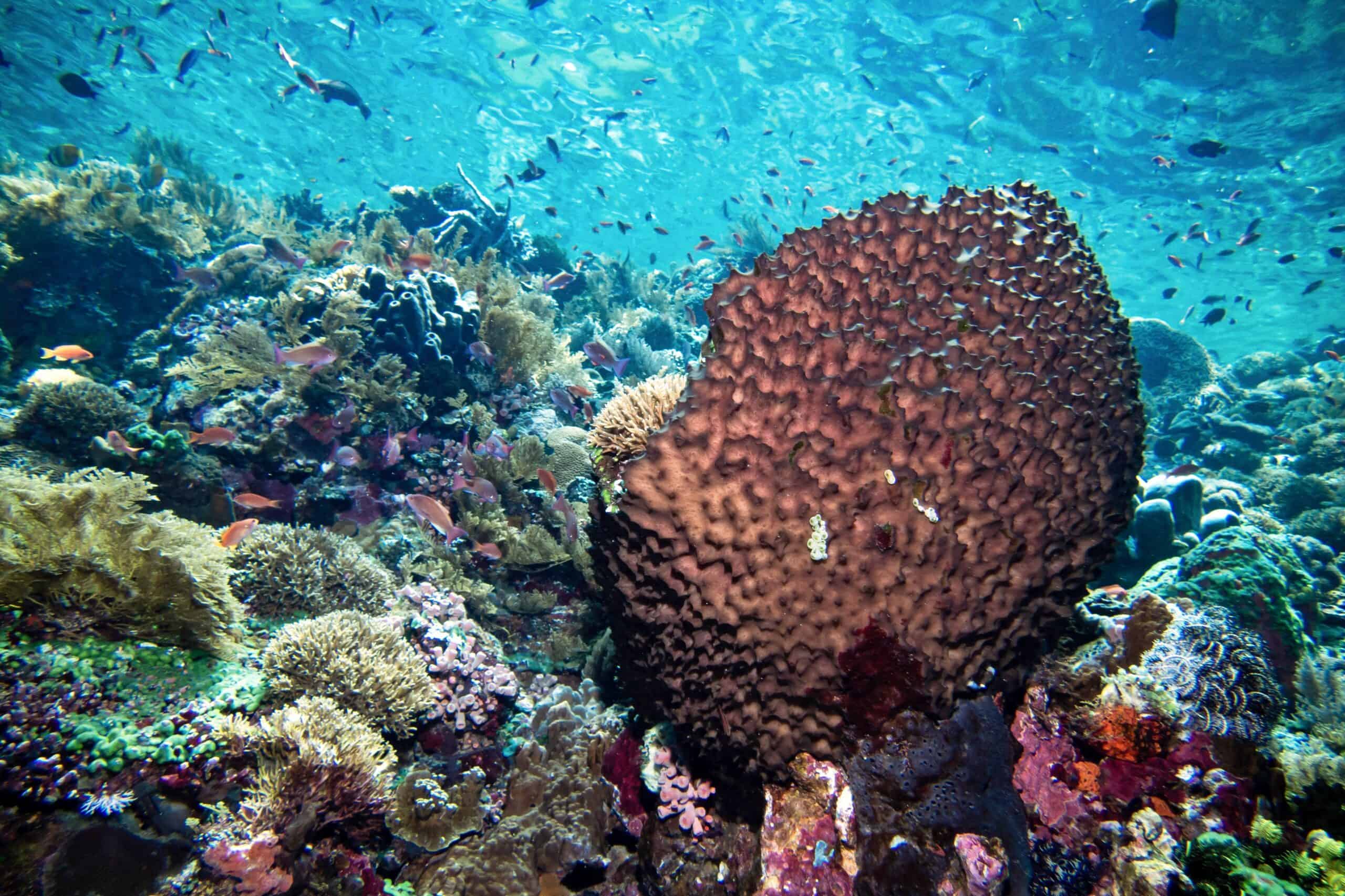 Underwater Adventures in Alor – Indonesia’s Hidden Jewel - Oceanic Society