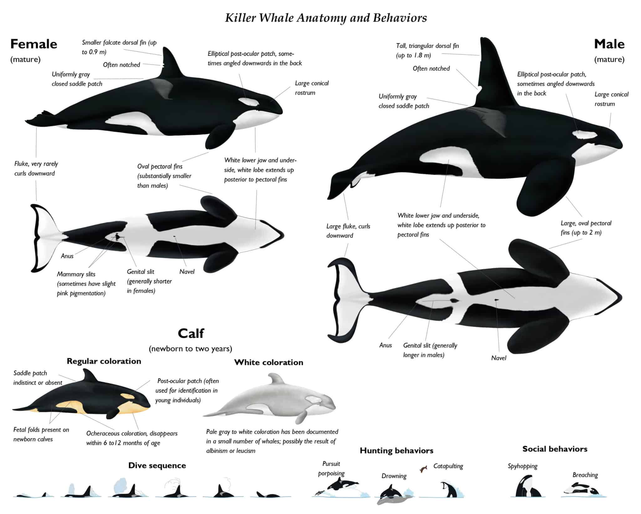 Exhilarating Killer Whale Encounter on Whale Watch Trip from SF