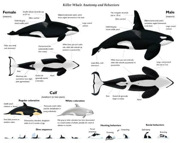 Exhilarating Killer Whale Encounter on Whale Watch Trip from SF