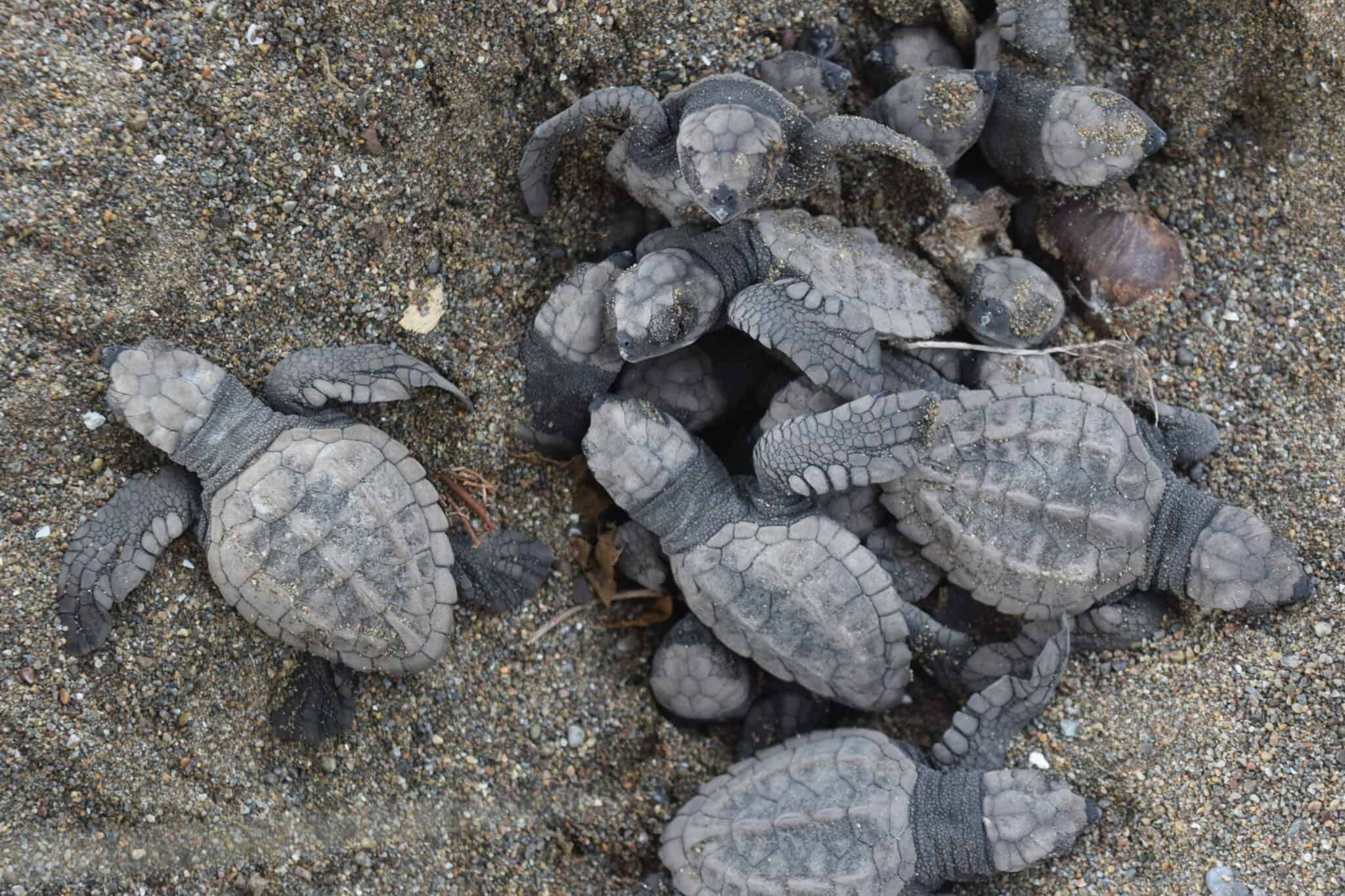 11 Amazing Facts About Sea Turtles - Oceanic Society