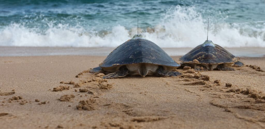 11 Amazing Facts About Sea Turtles - Oceanic Society