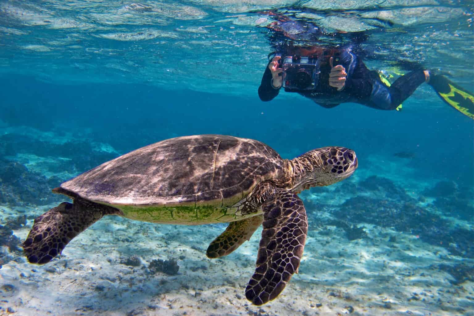 11 Amazing Facts About Sea Turtles - Oceanic Society
