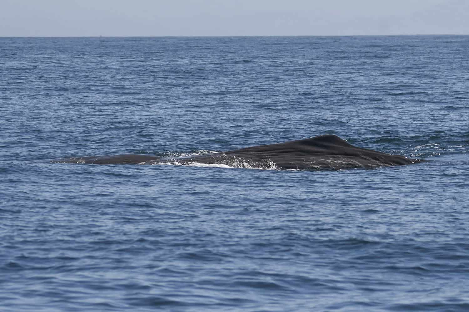 Whale Watchers Treated to Rare Sperm Whale Sighting Near Farallon ...