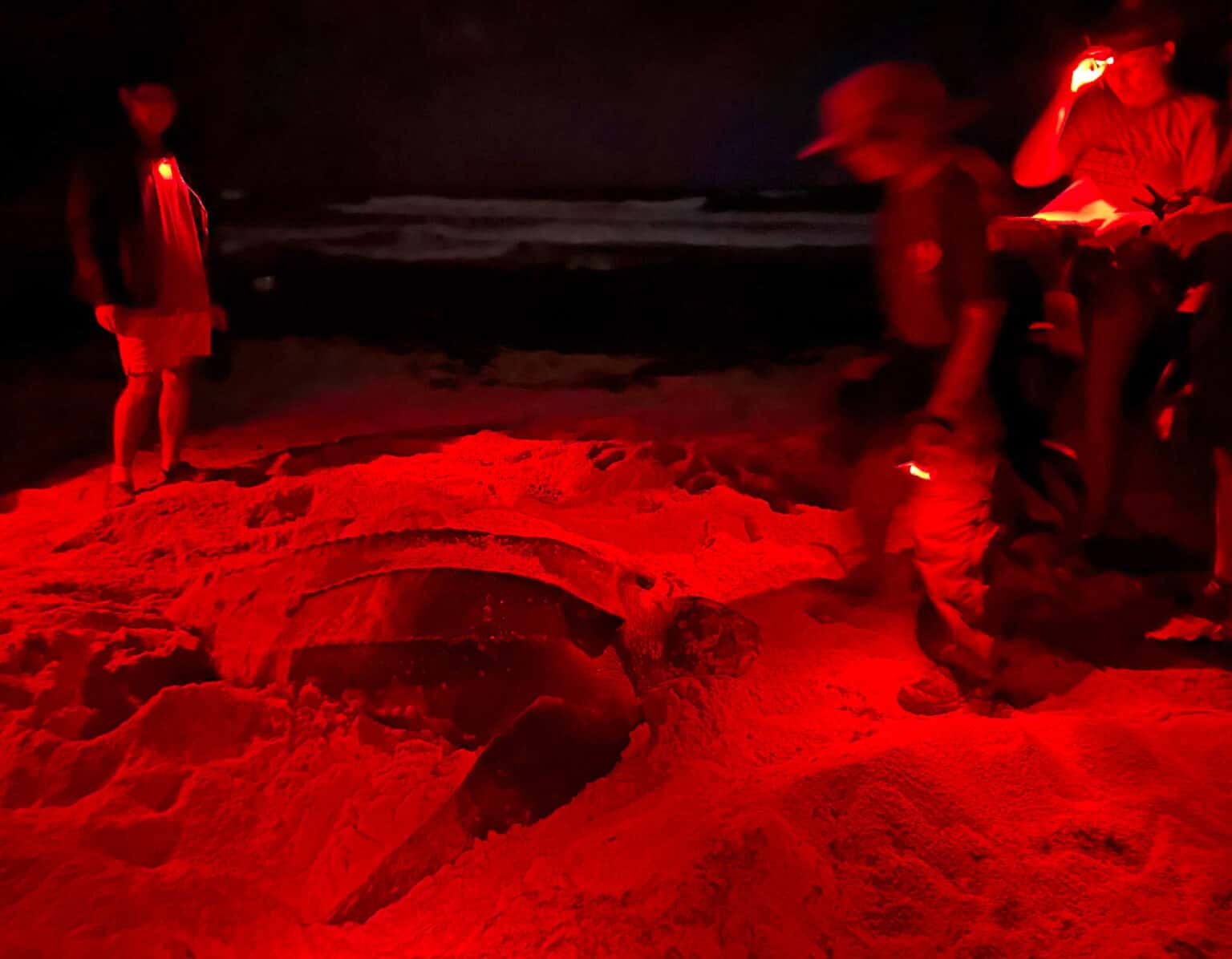 Tips for Choosing a Turtle Safe Flashlight - Oceanic Society