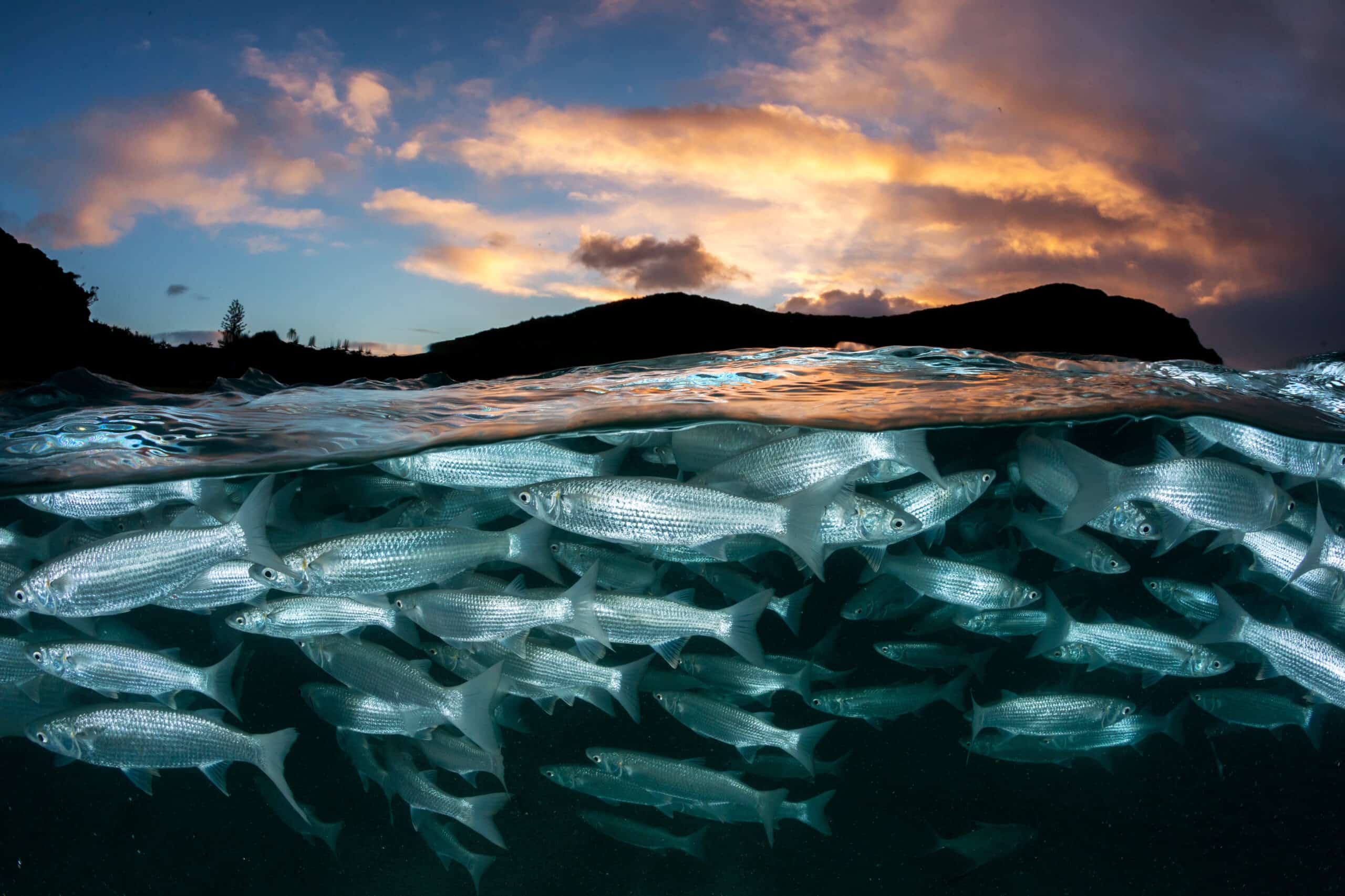 Learn About Ocean Conservation | Oceanic Society