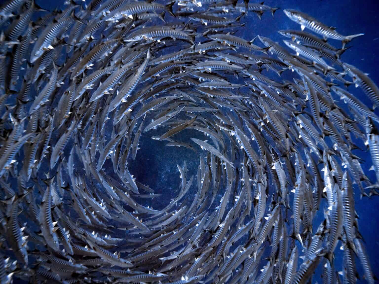 Oceanic Society | Ocean conservation since 1969