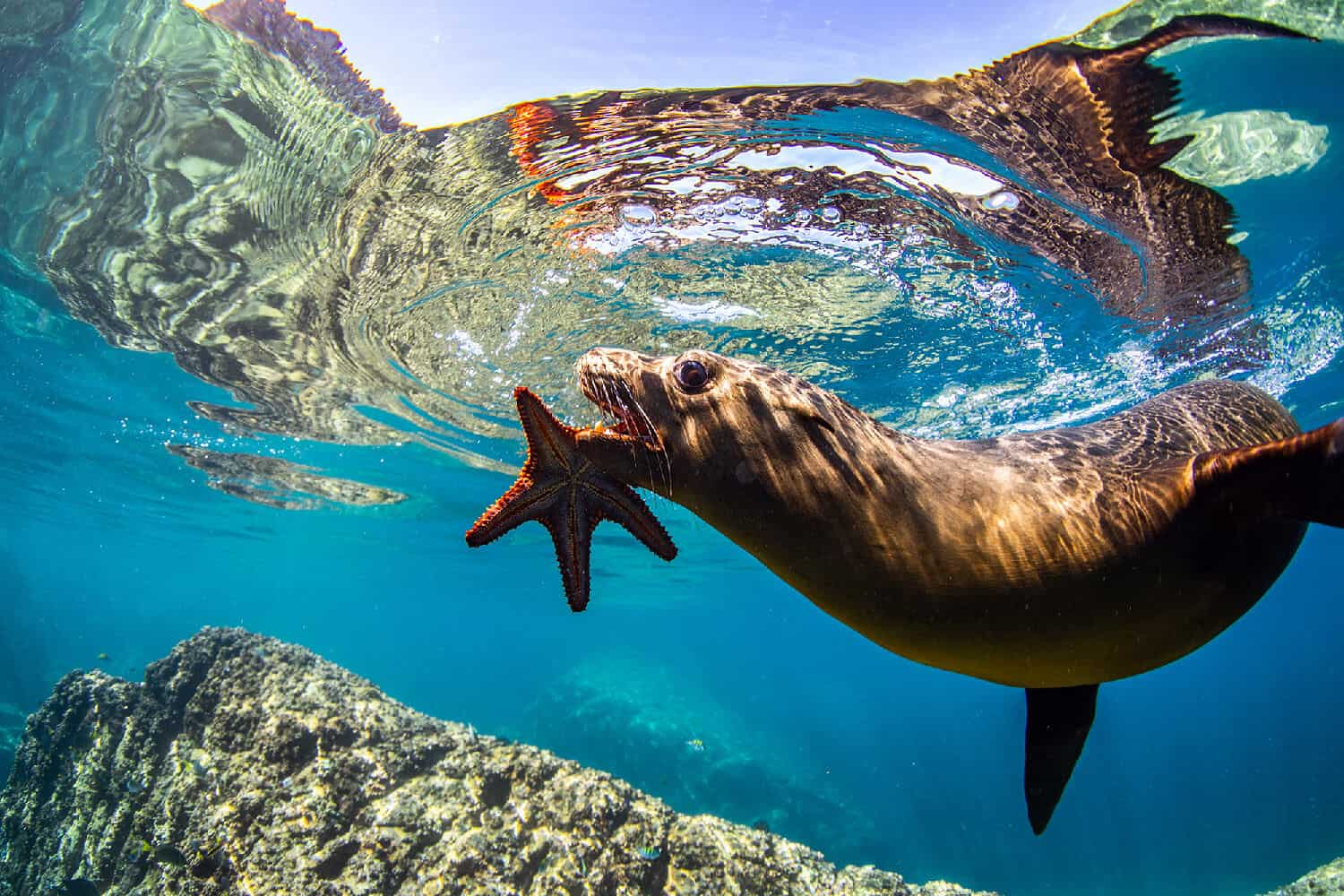 Our 2023 Year in Review. Thank You! - Oceanic Society